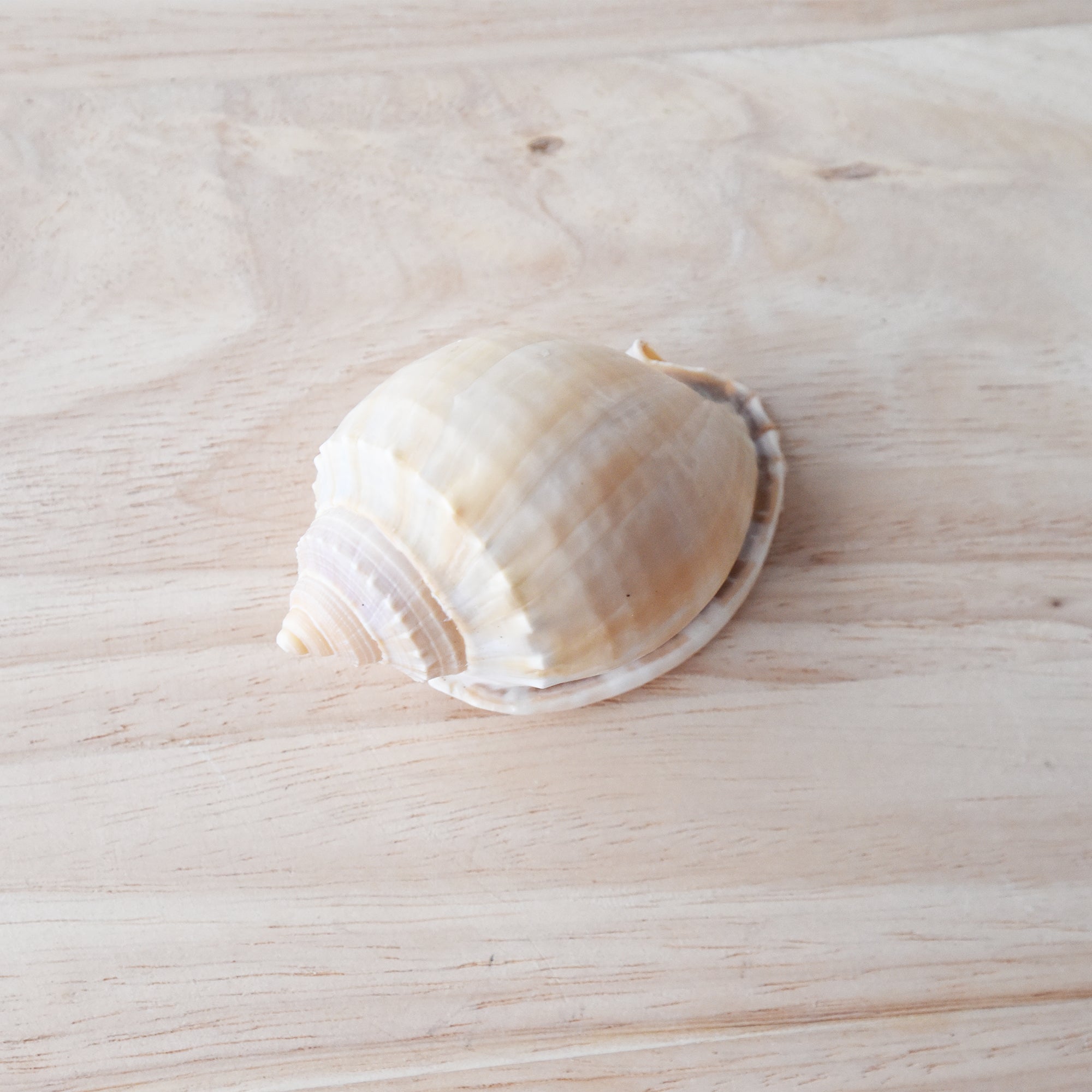 Cassis Shell | 7-8.5cm | Shell Decor | Shells By Boho Abode ...