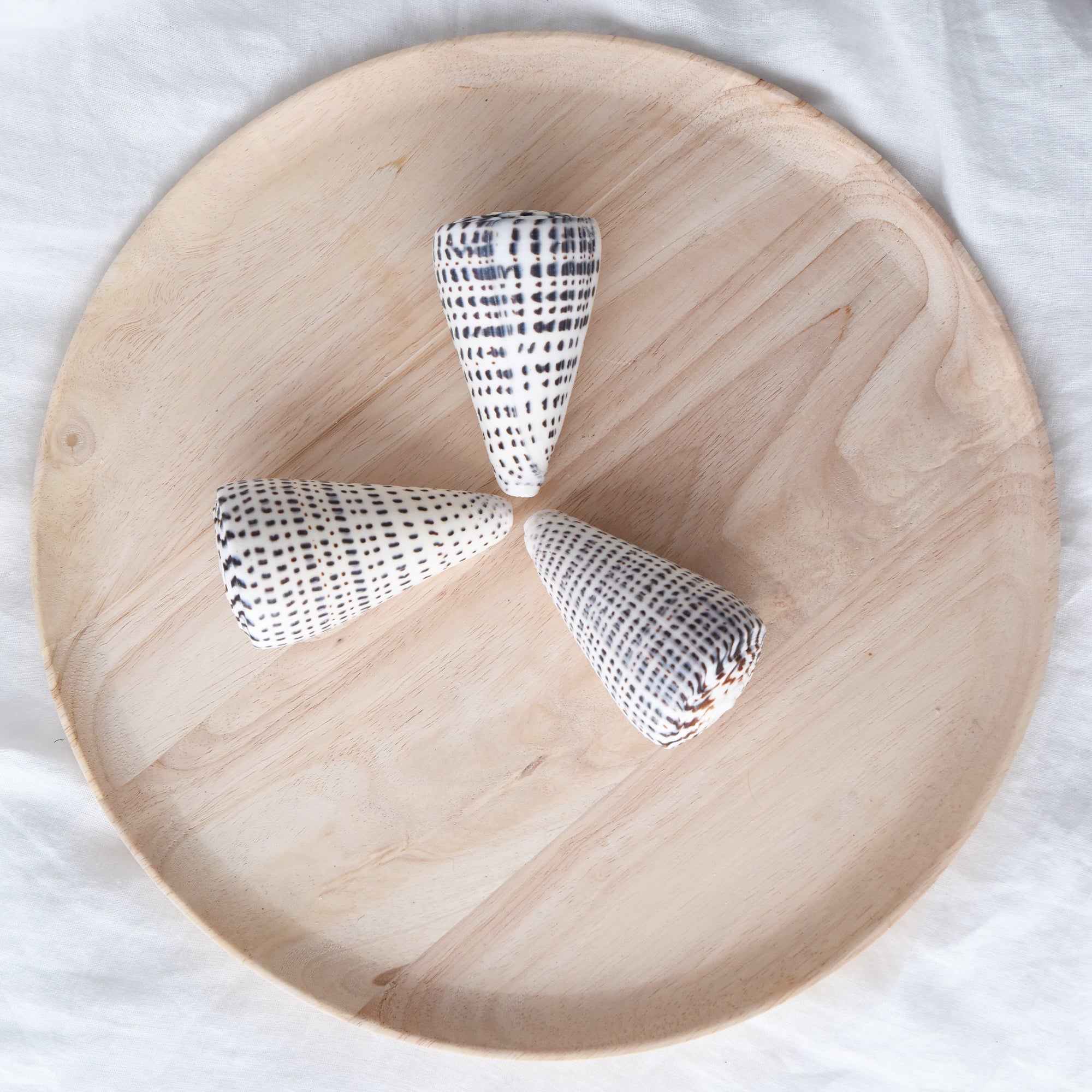 Cone Shell | Conus Leopardus | 8-9cm | Shell Decor | Shells By Boho ...