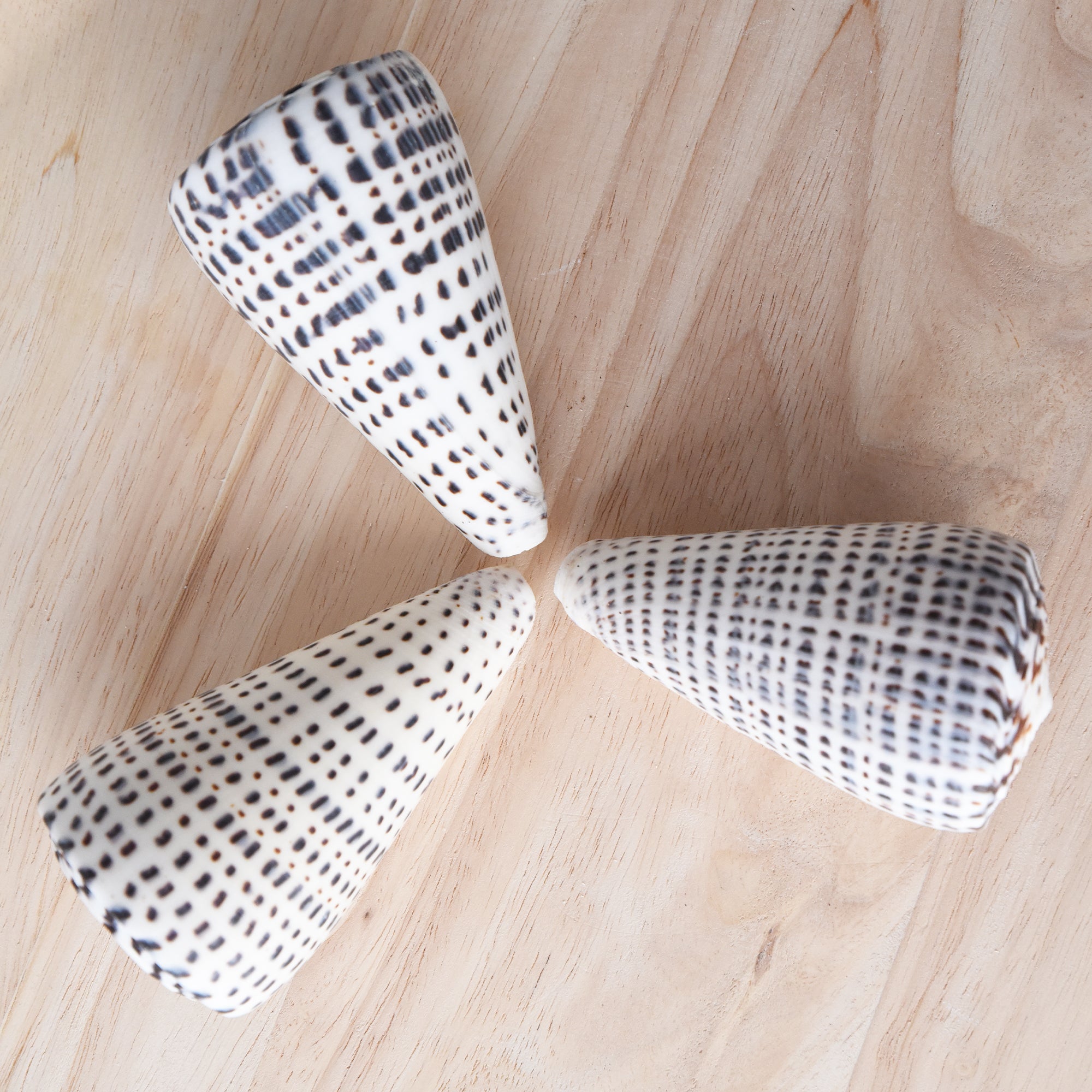 Cone Shell | Conus Leopardus | 8-9cm | Shell Decor | Shells By Boho ...