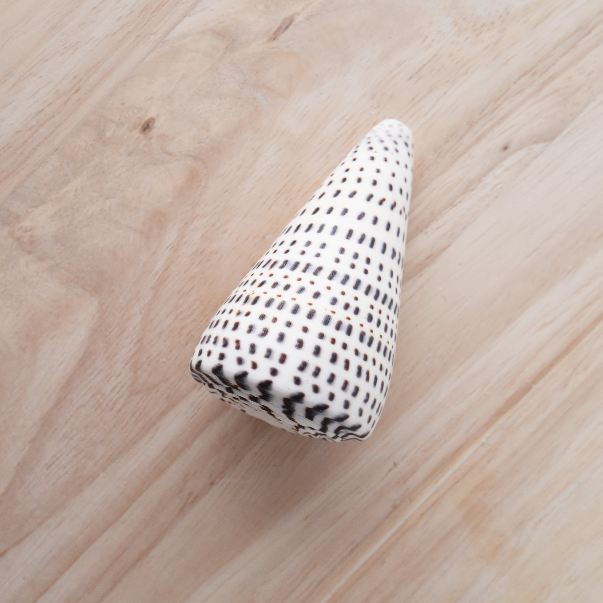 Cone Shell | Conus Leopardus | 8-9cm | Shell Decor | Shells By Boho ...