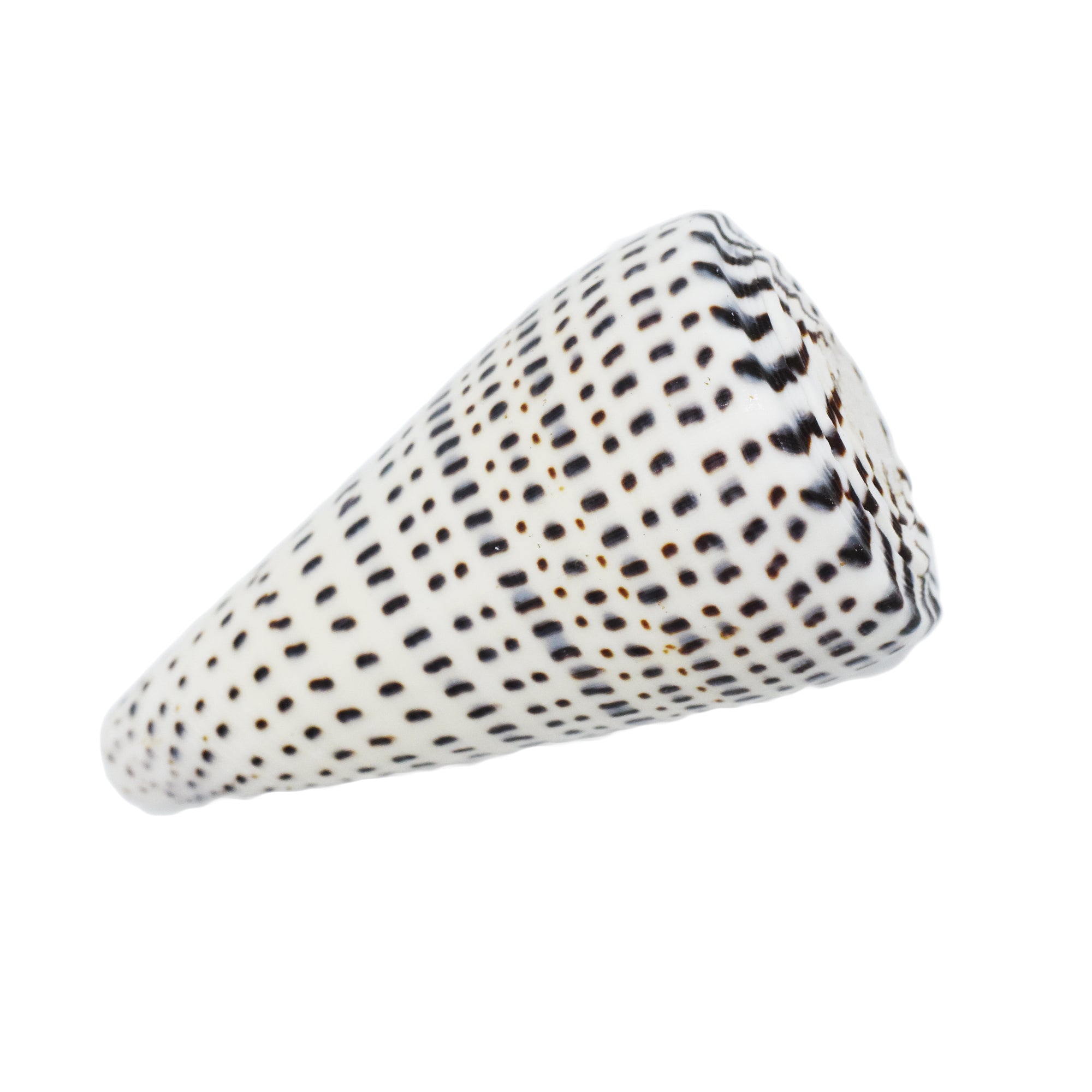 Cone Shell | Conus Leopardus | 8-9cm | Shell Decor | Shells By Boho ...