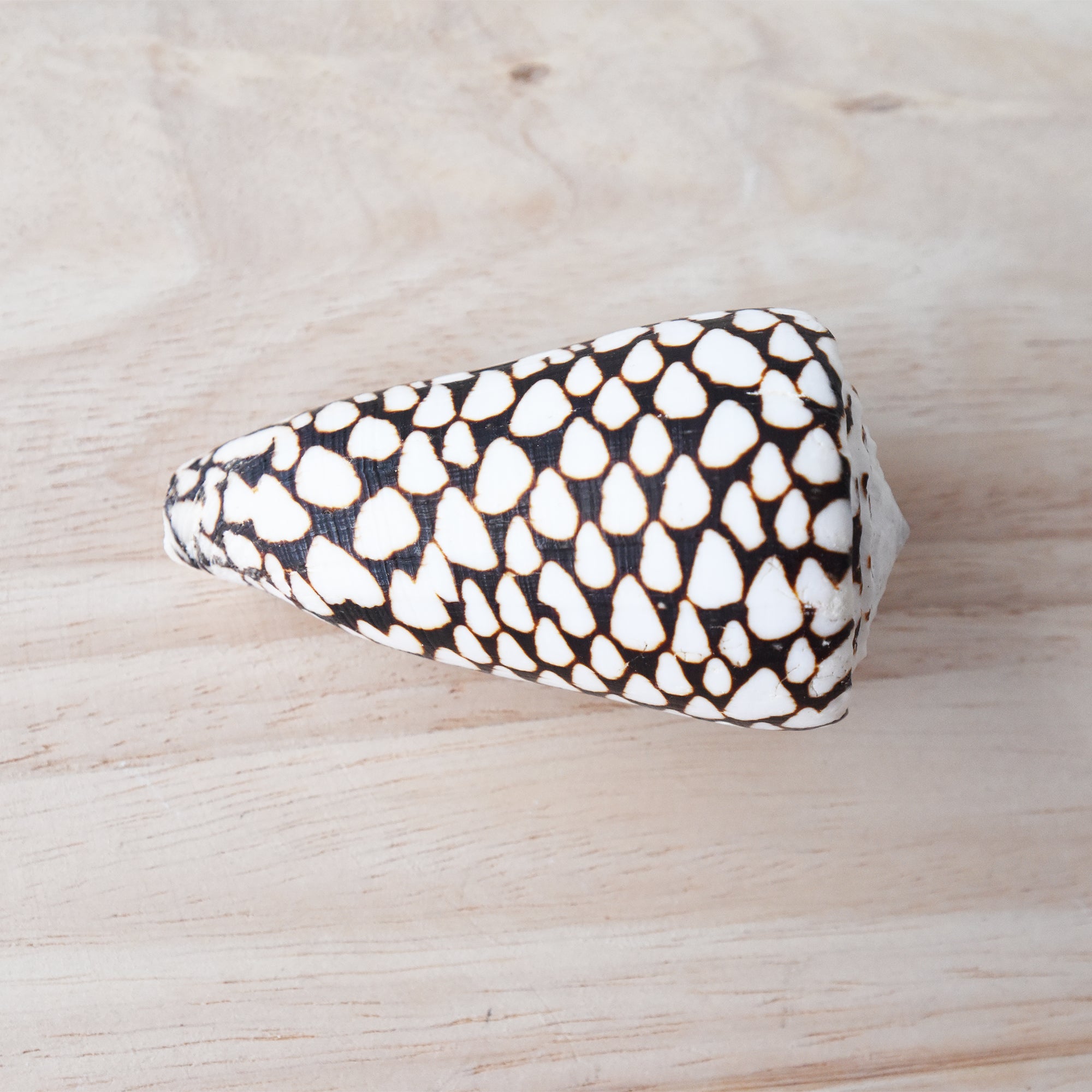 Cone Shell | Conus Marmoreus | 8-9.5cm | Shell Decor | Shells By Boho ...