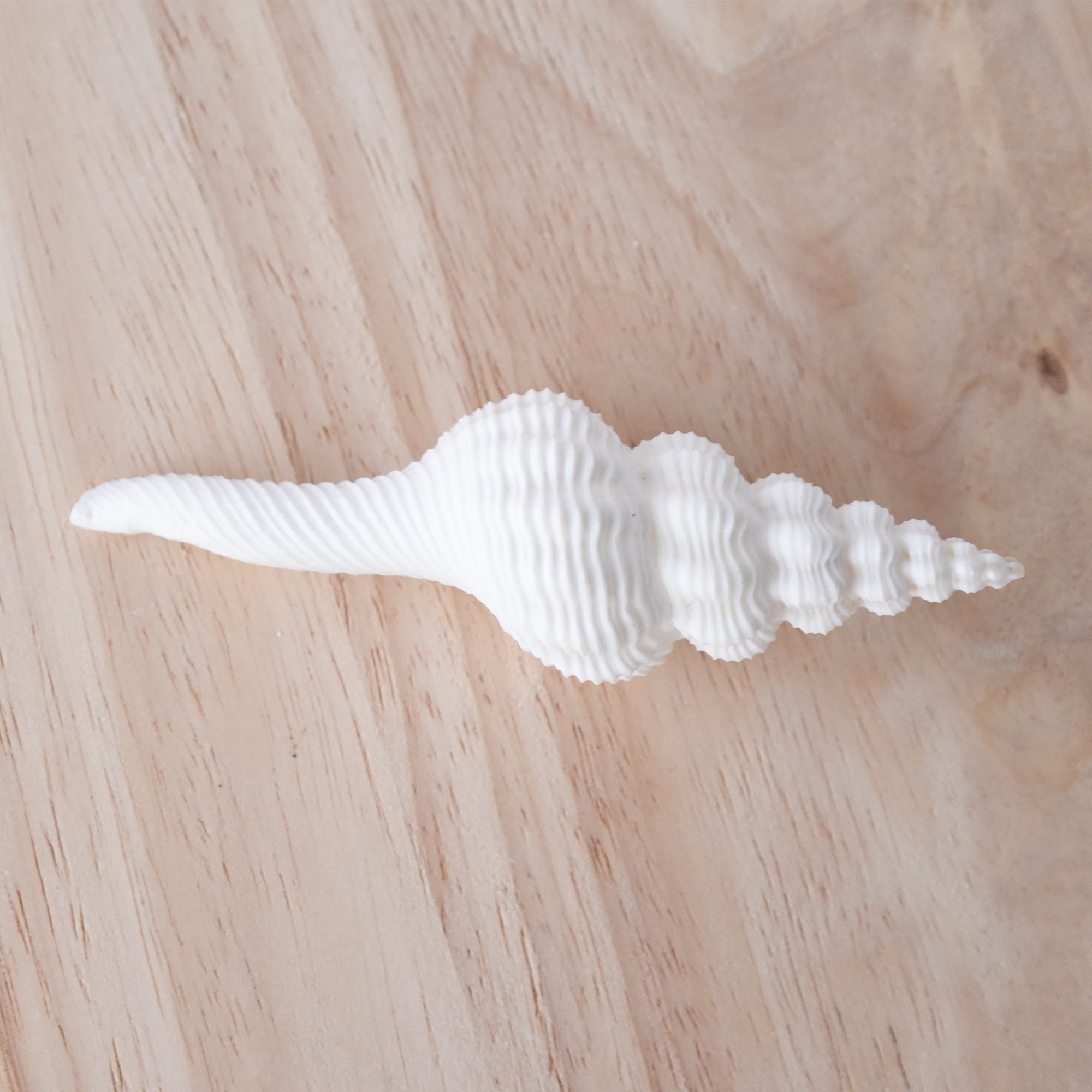 White Fusinus Spindle Shell | 9.5-11cm | Shell Decor | Shells By Boho ...