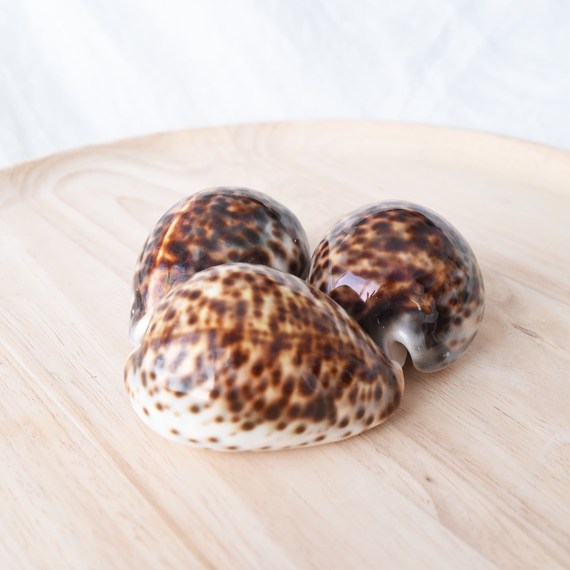 Tiger Cowrie Shell | 7-8.5cm | Shell Decor | Shells By Boho Abode ...