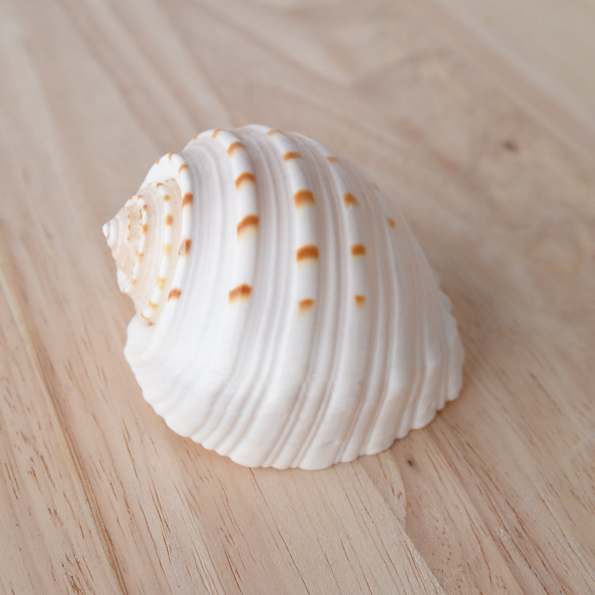 White Lambis Chiragra Shell | Shell Decor | Shells By Boho Abode ...